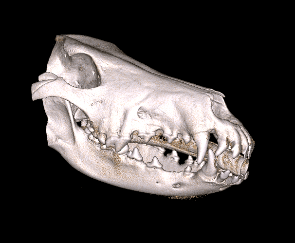 Different Skull Shapes of Dogs (and Cats)