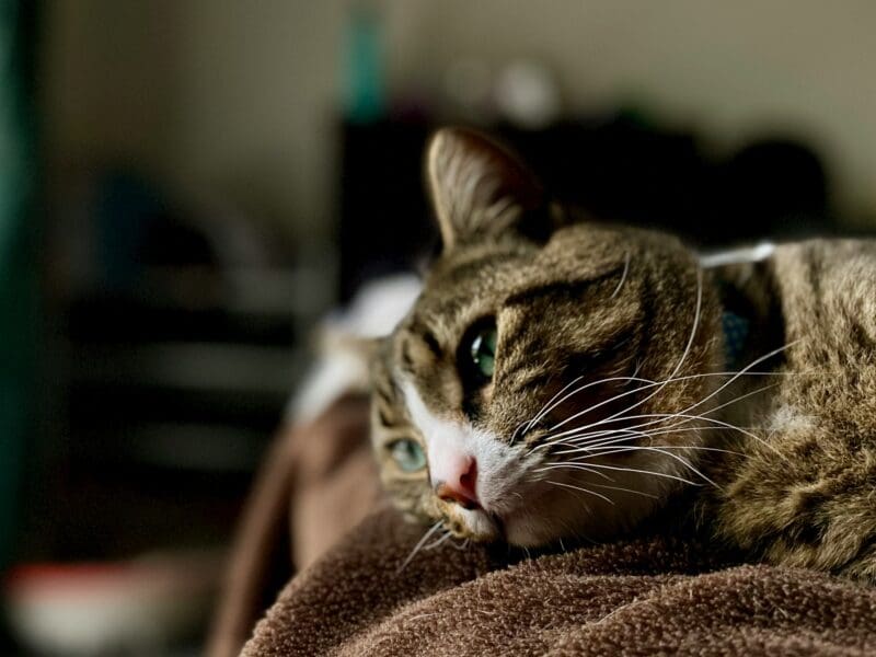 Cat Stomatitis Treatment: What You Should Know