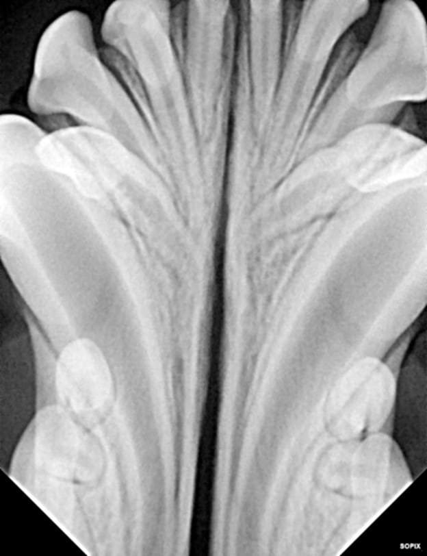 Variations in Tooth Anatomy in Dogs