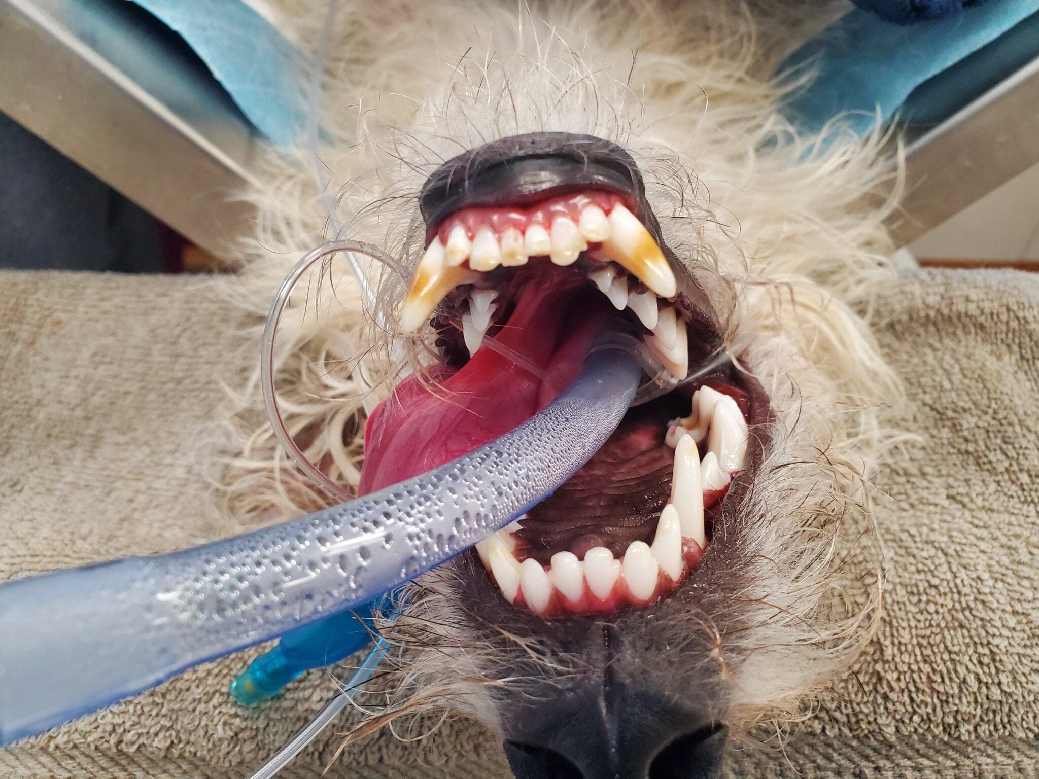 What does it mean when dog teeth aren't pearly white?