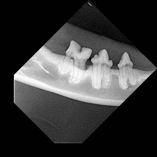 Malocclusions in Cats