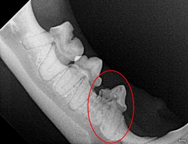 Oral Disease in Cats: Should They go to the Dentist